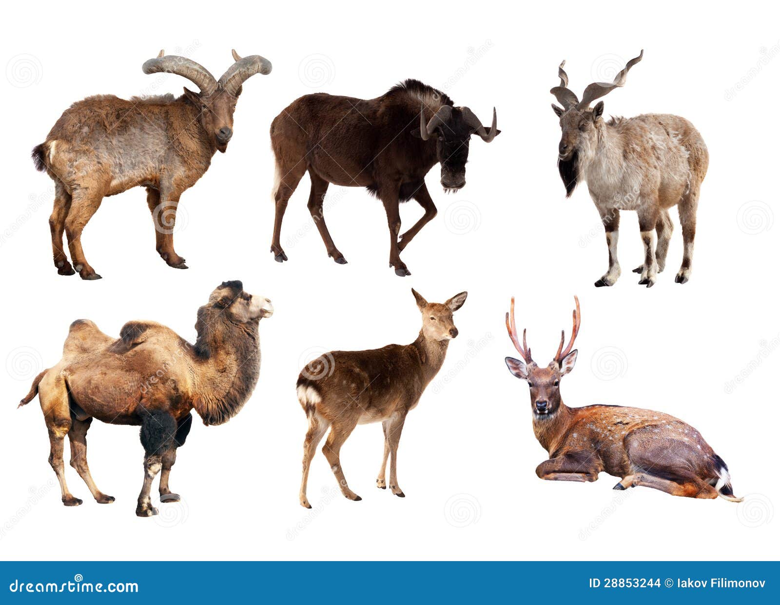 Set of Artiodactyla Mammal Animals Stock Photo - Image of deer ...