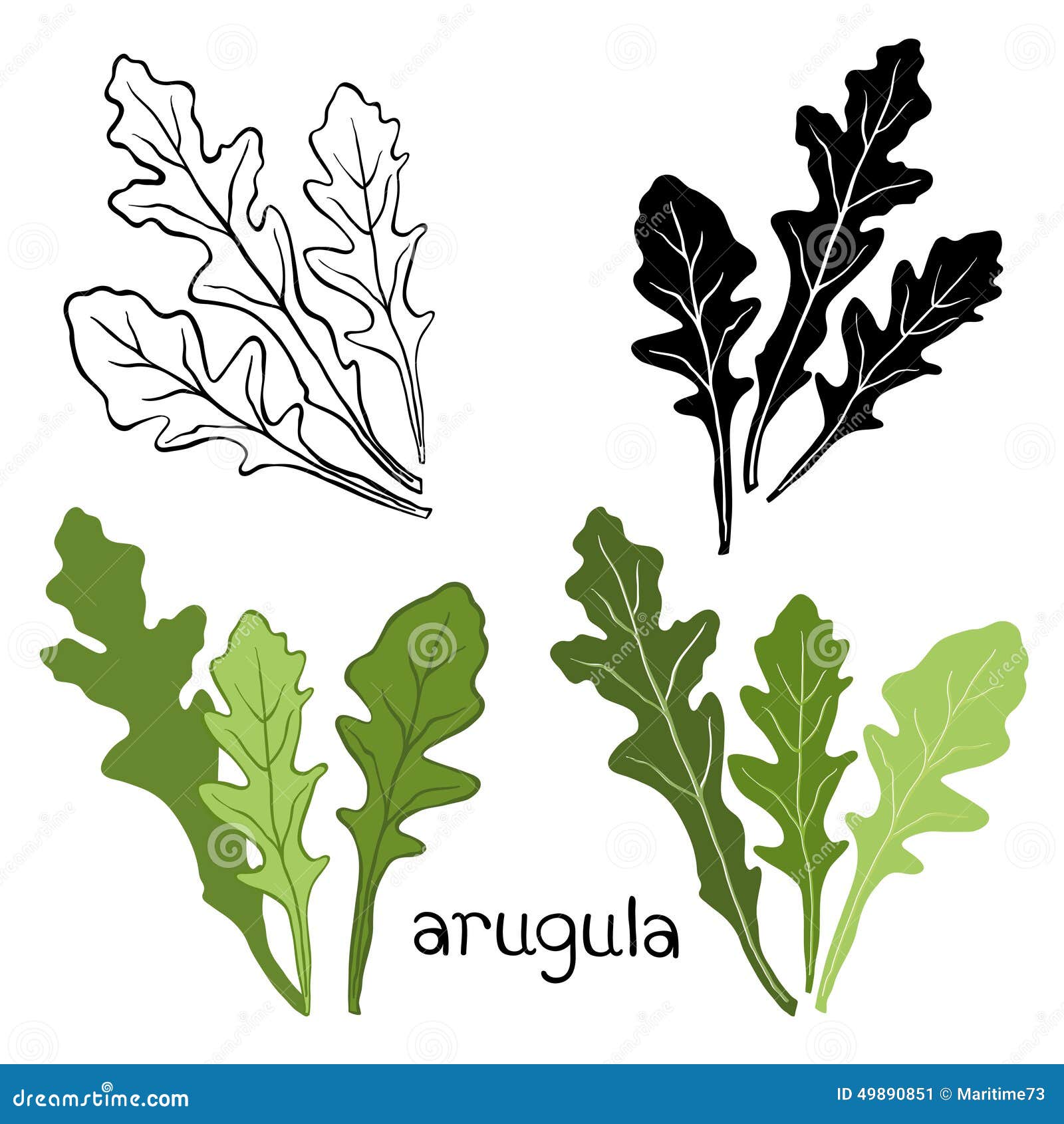 Set of Arugula Isolated on White Background. Hand Drawn Stock ...