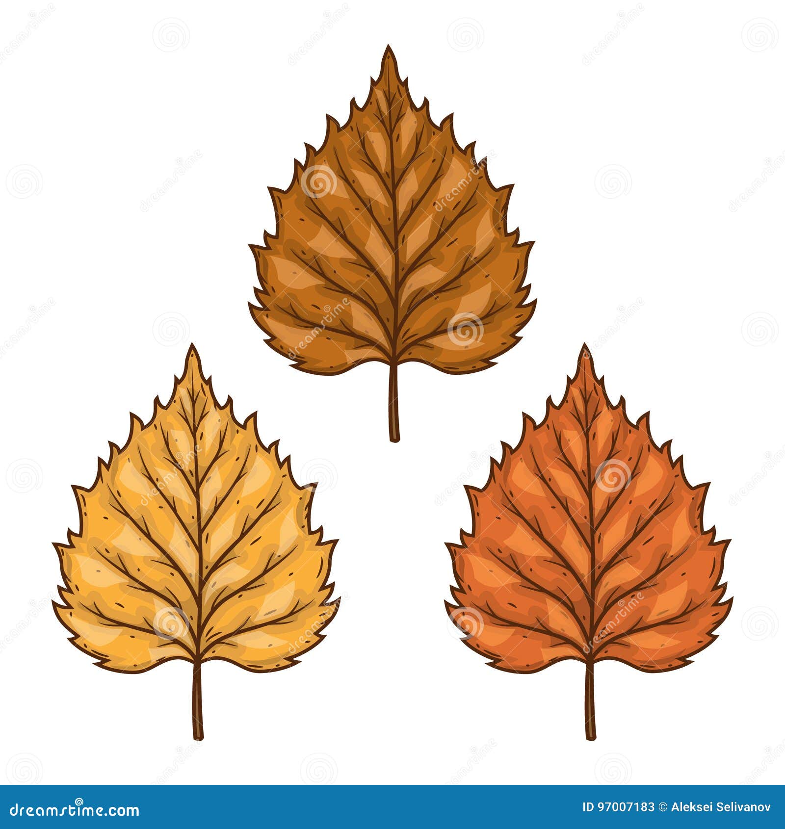 Set of Autumn Birch Leaves. Vector Illustration on White Background ...