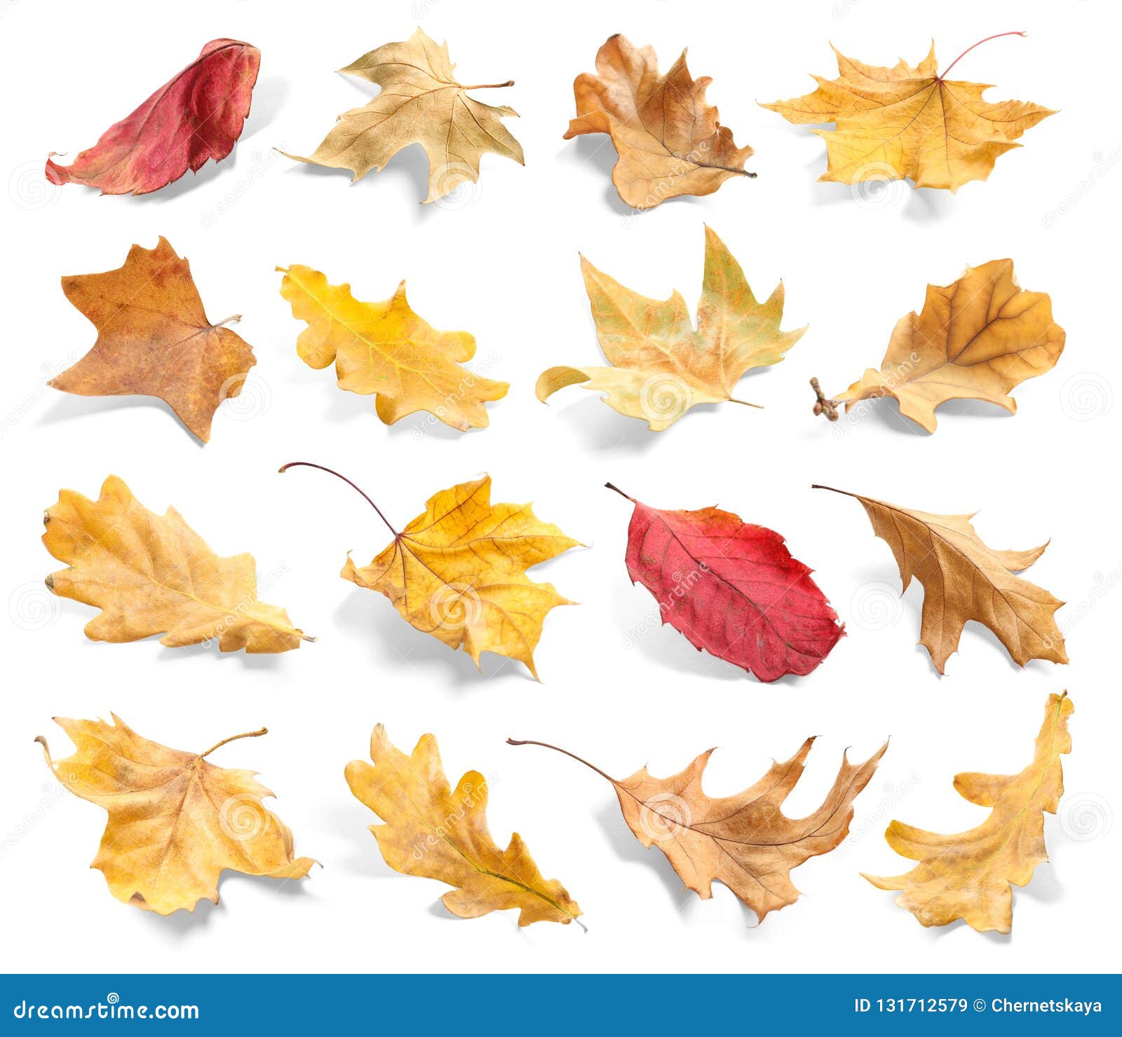 Set of autumn dried leaves stock image. Image of isolated - 131712579
