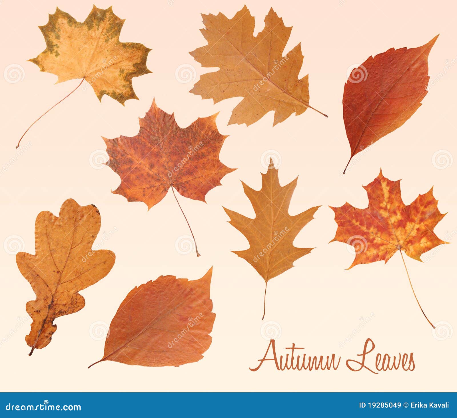 Set of autumn leaves stock image. Image of create, leaf - 19285049