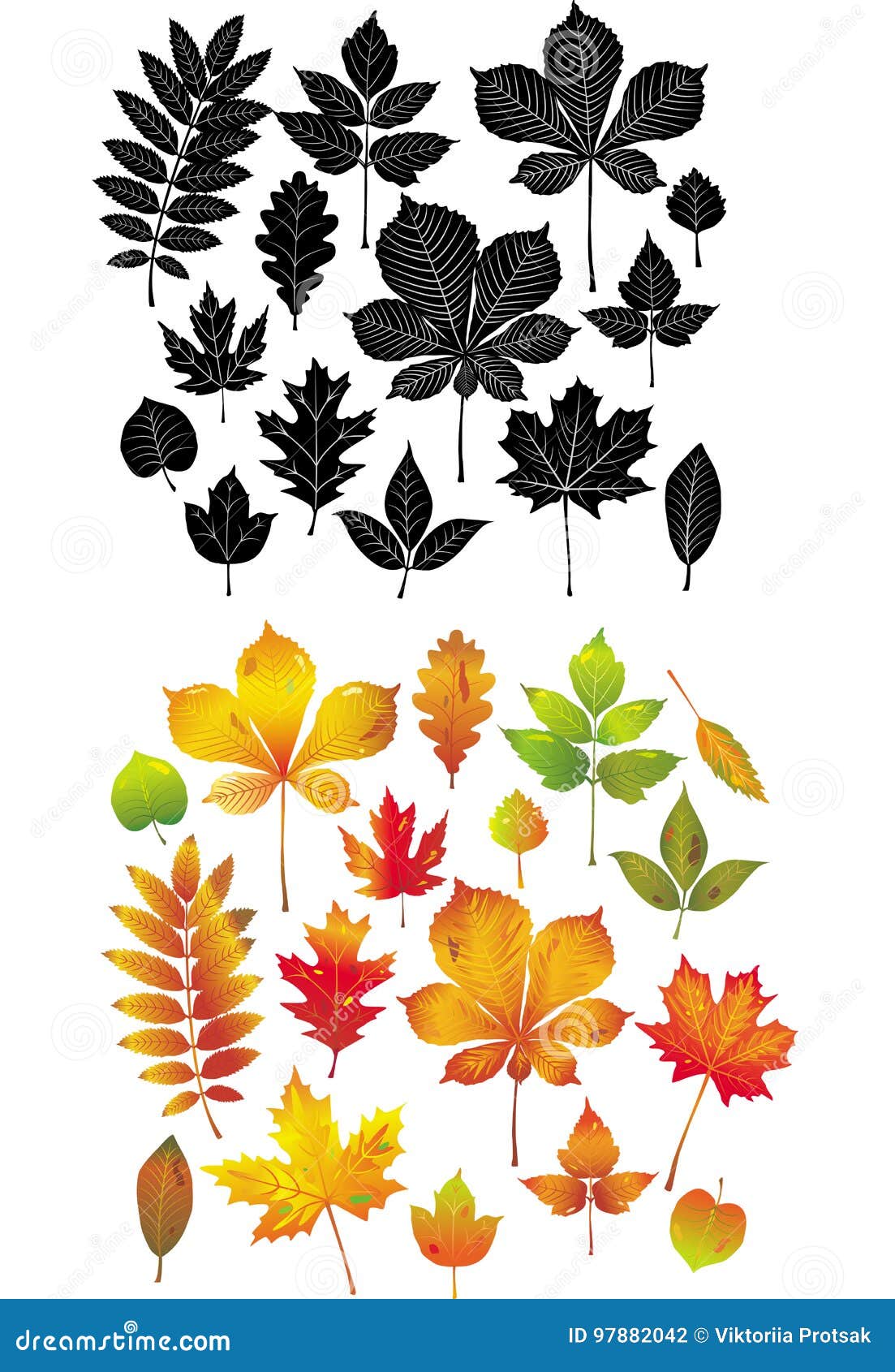 Leaves Collection.Silver Maple, Japanese Maple, Red Maple, Manitoba ...