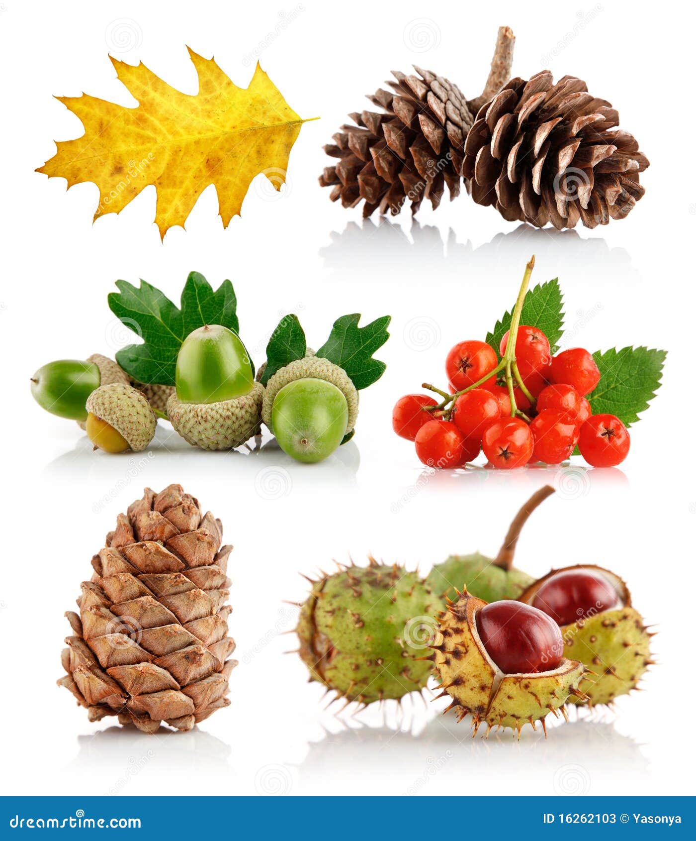 Set of Autumn Nature Elements Stock Image - Image of chestnut ...