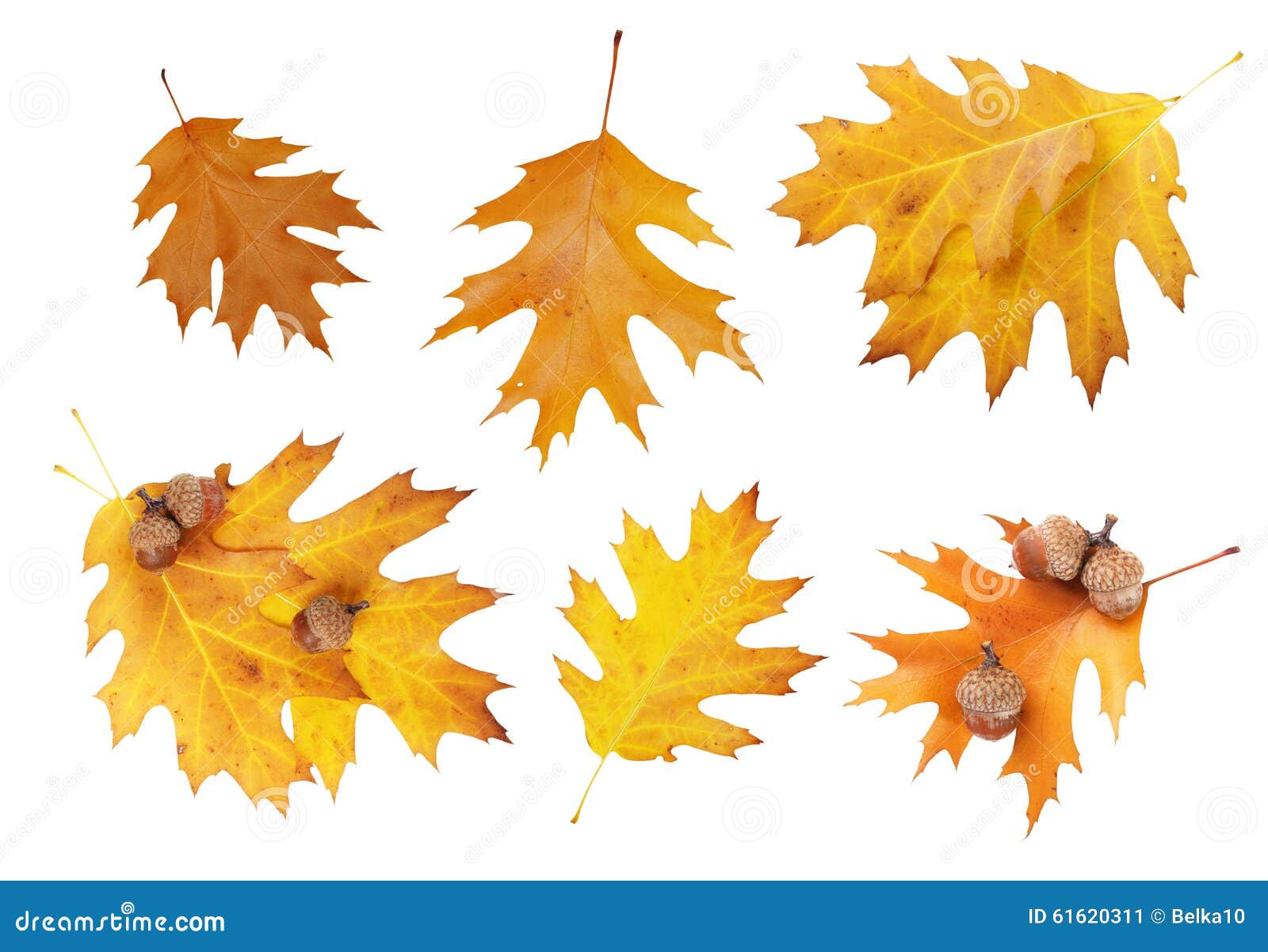 Set of autumn oak leaves stock image. Image of environment - 61620311
