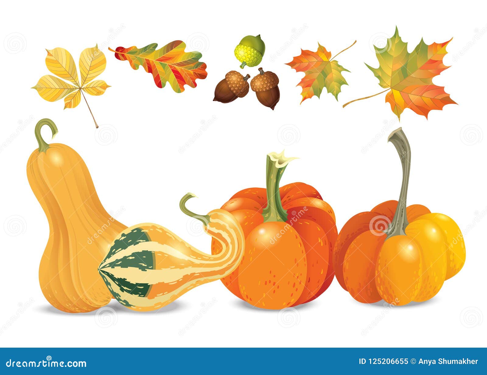 Set of Autumn Objects. Pumpkins Different Types, Acorns and Leaves ...