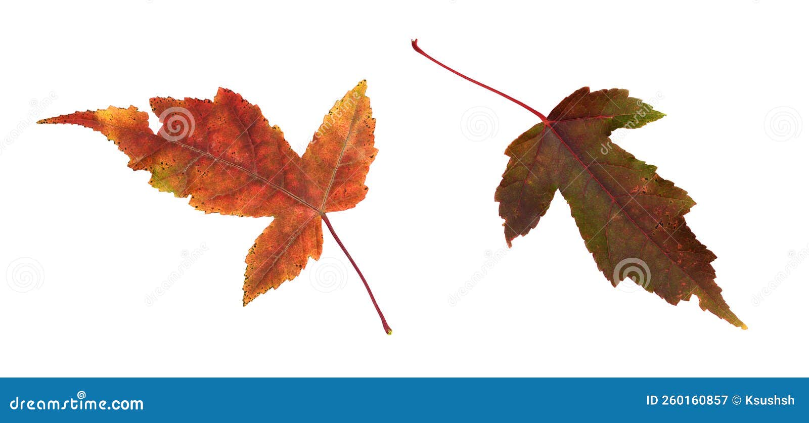 Set of Autumn Red and Green Eaves Isolated Stock Image - Image of ...