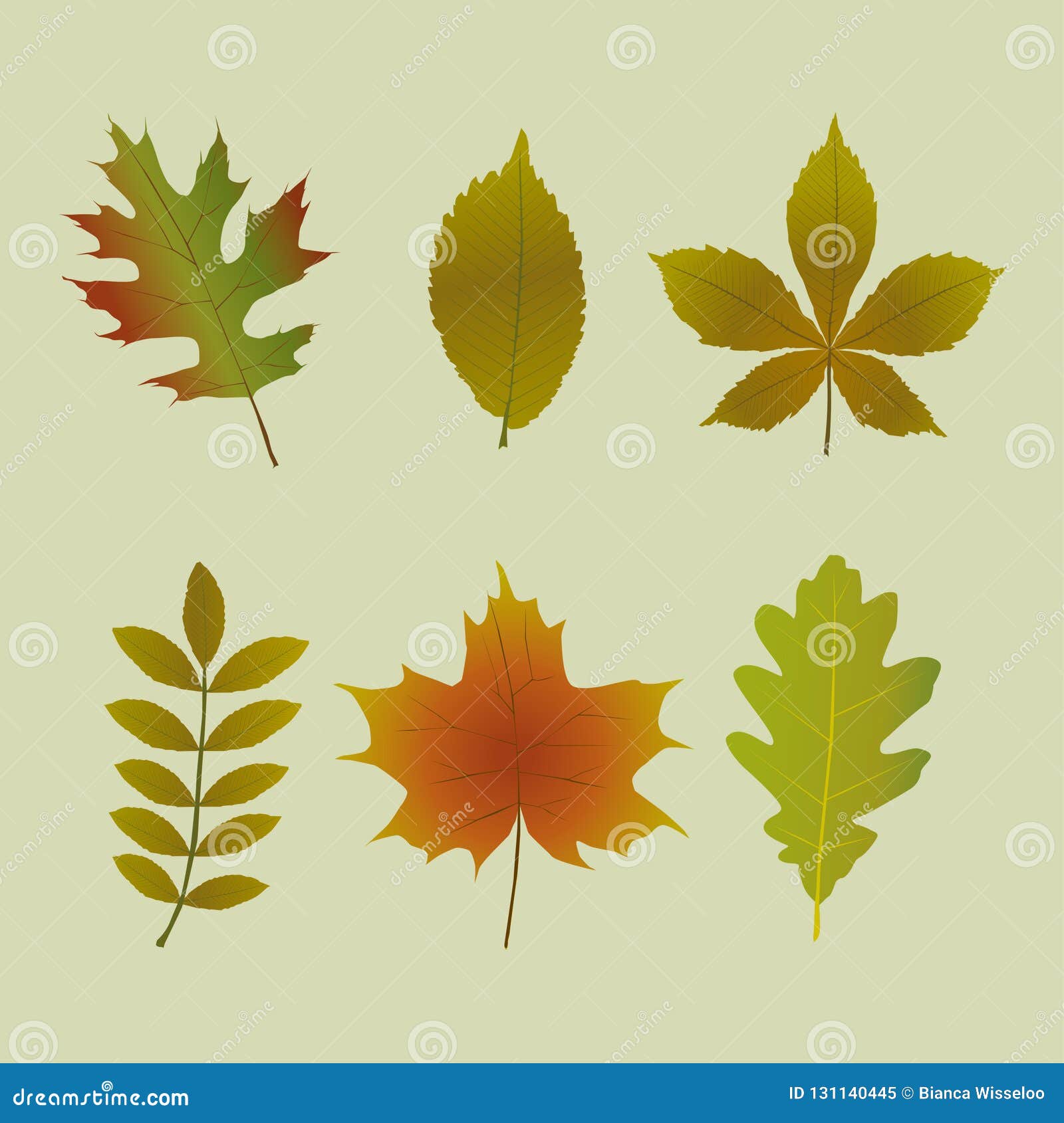 Set of Autumn Tree Leaves Shapes Stock Vector - Illustration of verdure ...