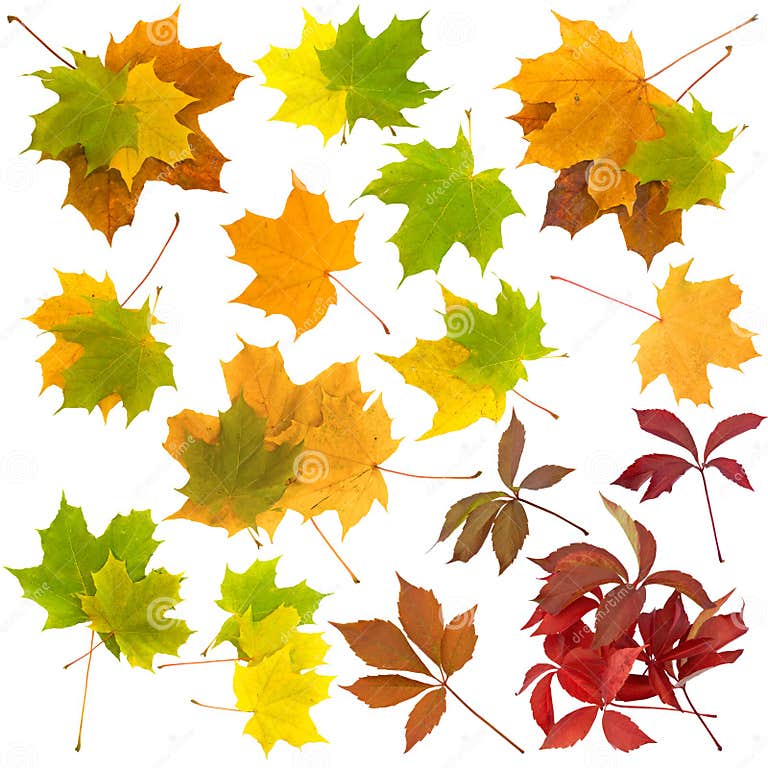 Set of autunm leaves stock photo. Image of yellow, background - 19606694