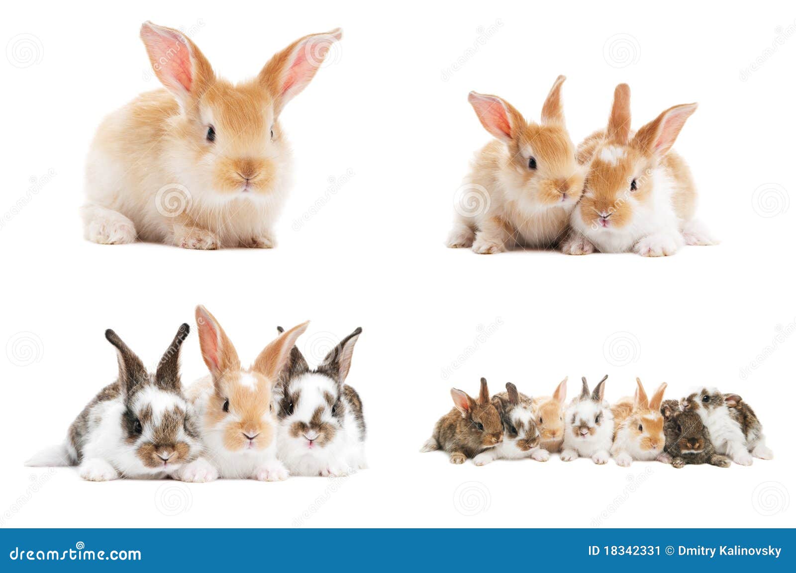 Set of baby bunny rabbits stock image. Image of furry - 18342331