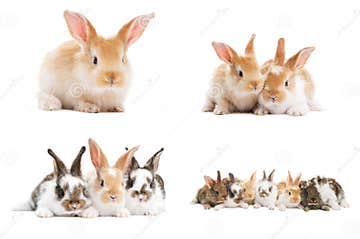 Set of baby bunny rabbits stock image. Image of furry - 18342331