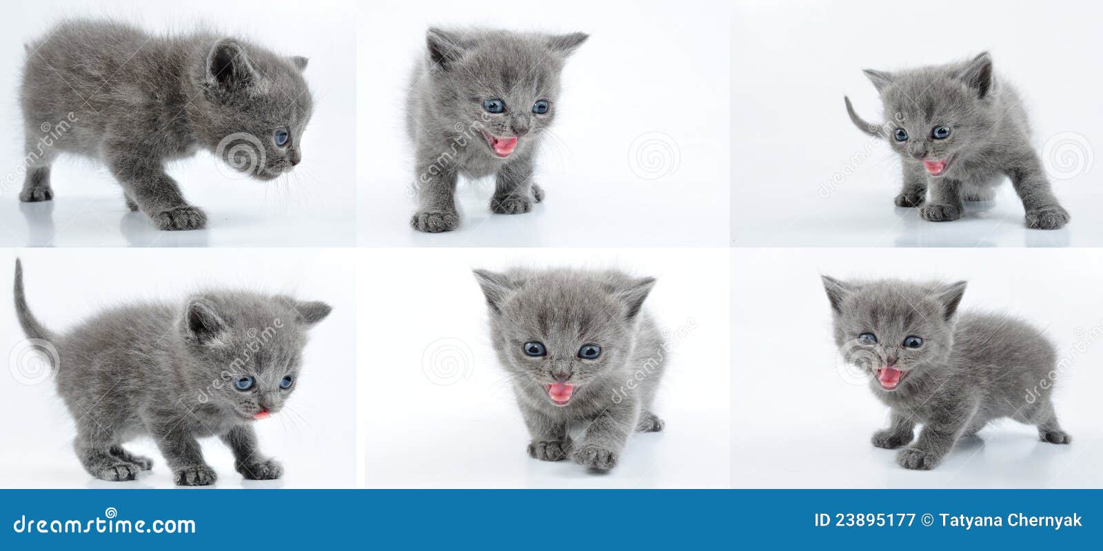 Set of Baby Kitten Walking and Meowing Stock Image - Image of cats ...