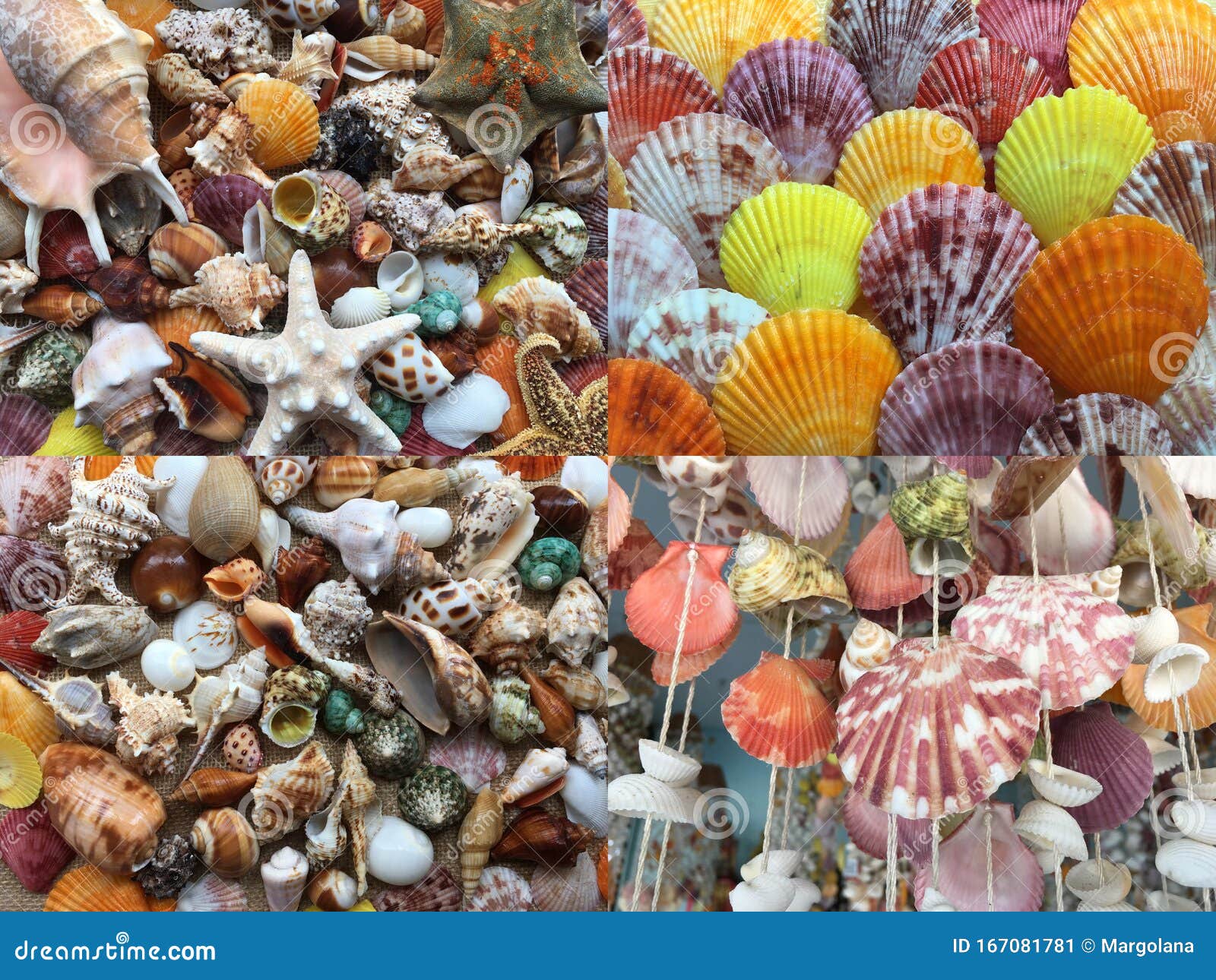 Set of Background of Various Sea Shells Stock Image - Image of backdrop ...