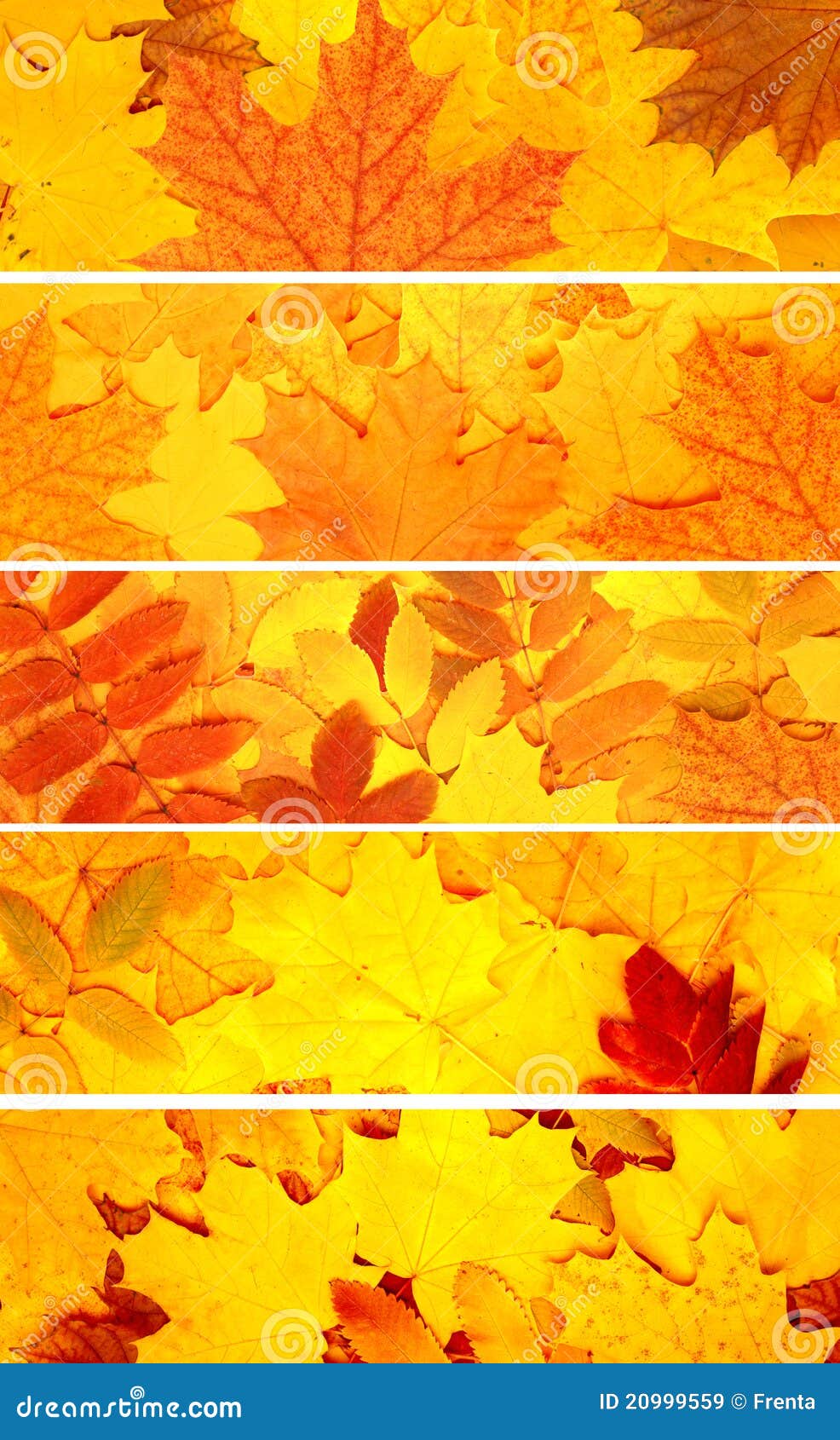 Set of Banners with Autumn Leaves Stock Image - Image of halloween ...