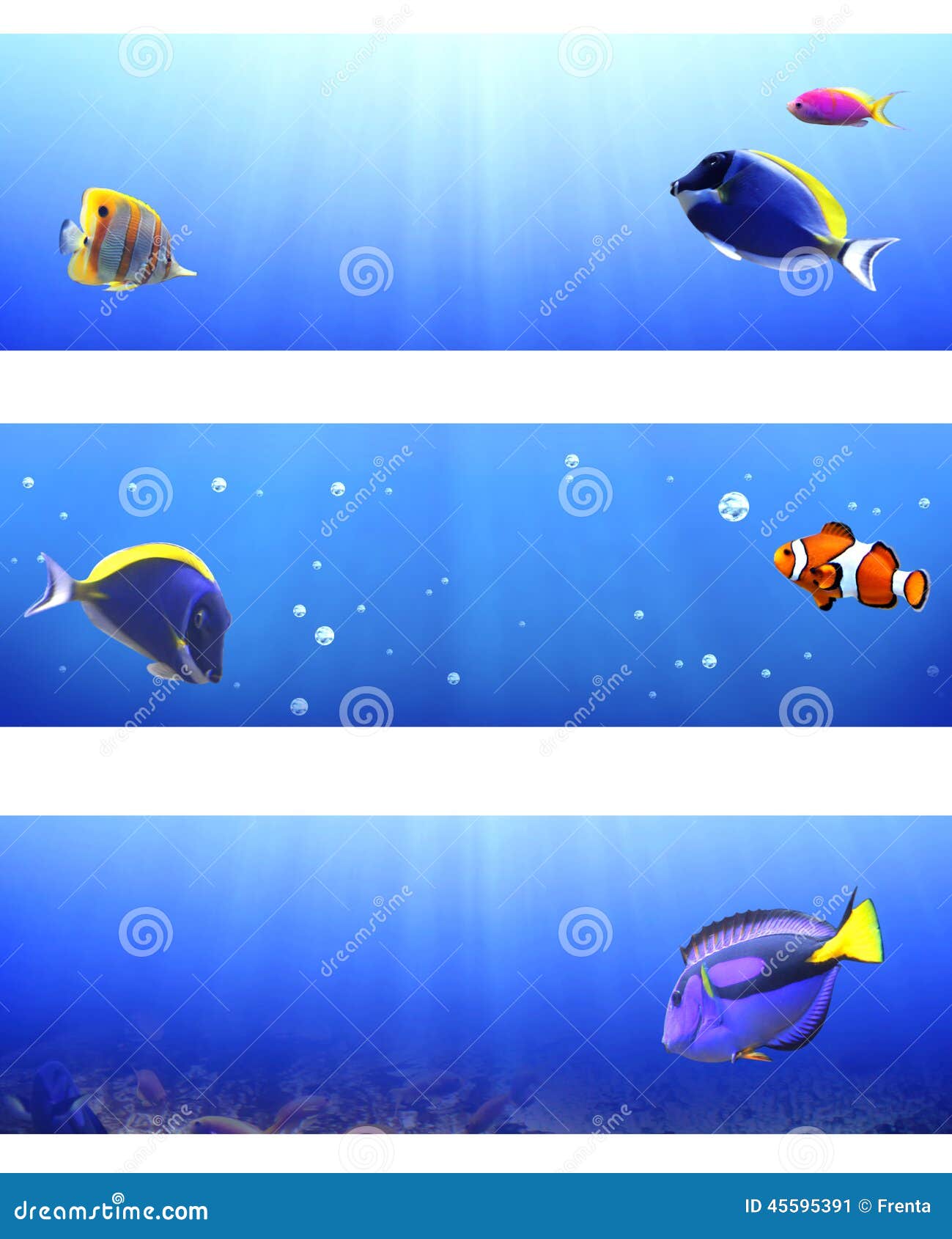 Set of Banners with Tropical Fish Stock Image - Image of wild, ocean ...