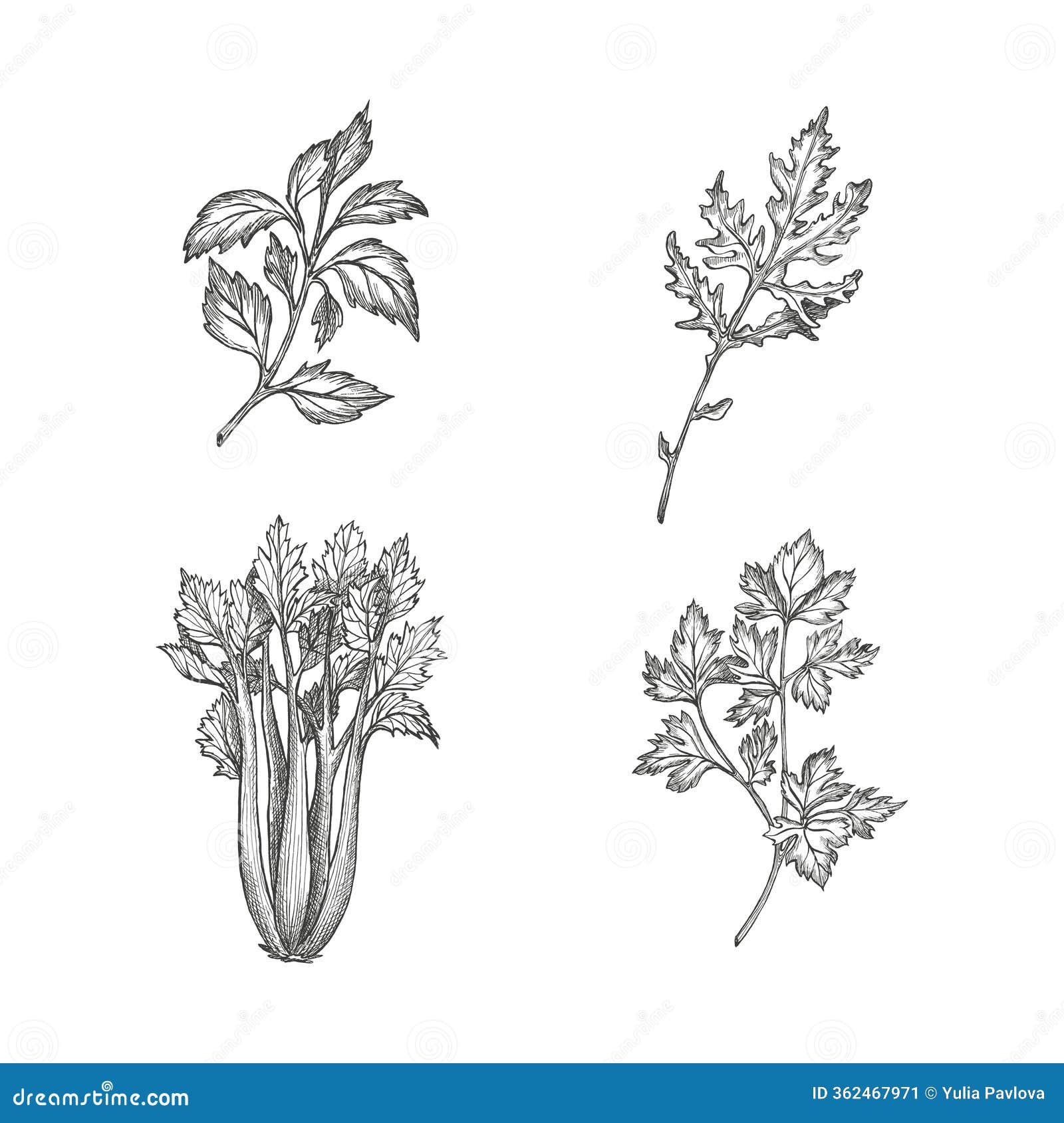 Set with Basil, Parsley, Celery and Arugula Leaf Vegetables. Cilantro ...