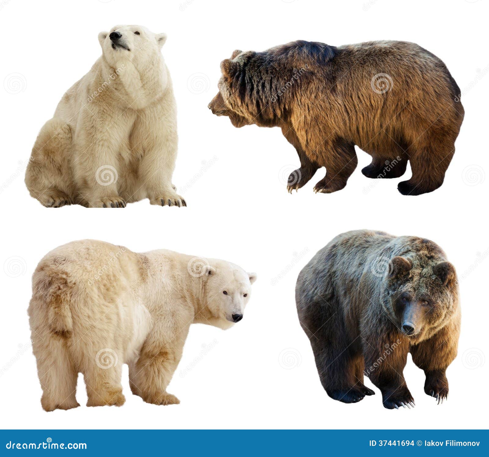 Set of Bears. Isolated Over White Stock Photo - Image of arctic, wild ...