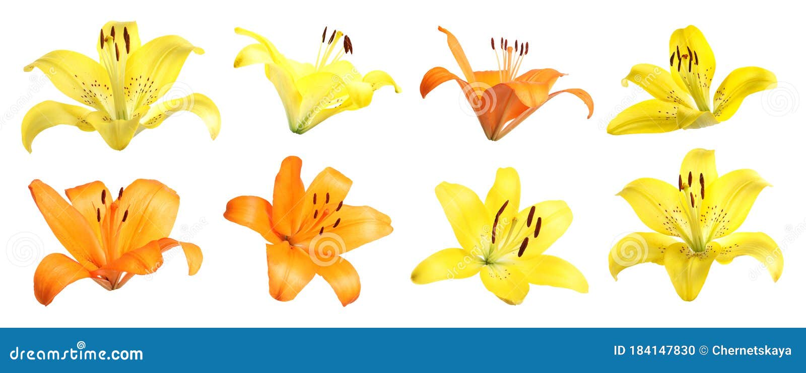 Set of Beautiful Blooming Lilies on Background. Banner Design Stock ...