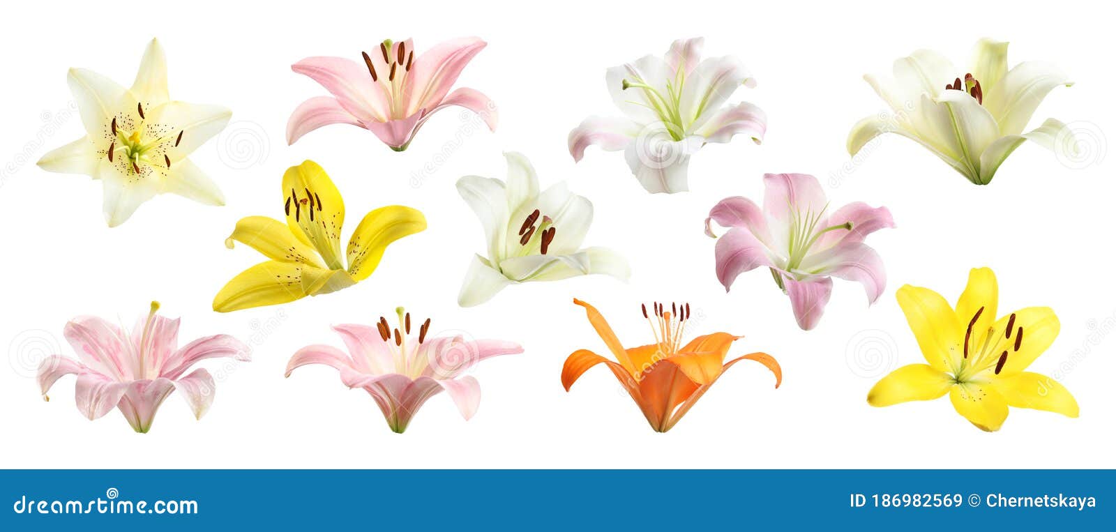 Set of Beautiful Blooming Lilies on Background. Banner Design Stock ...
