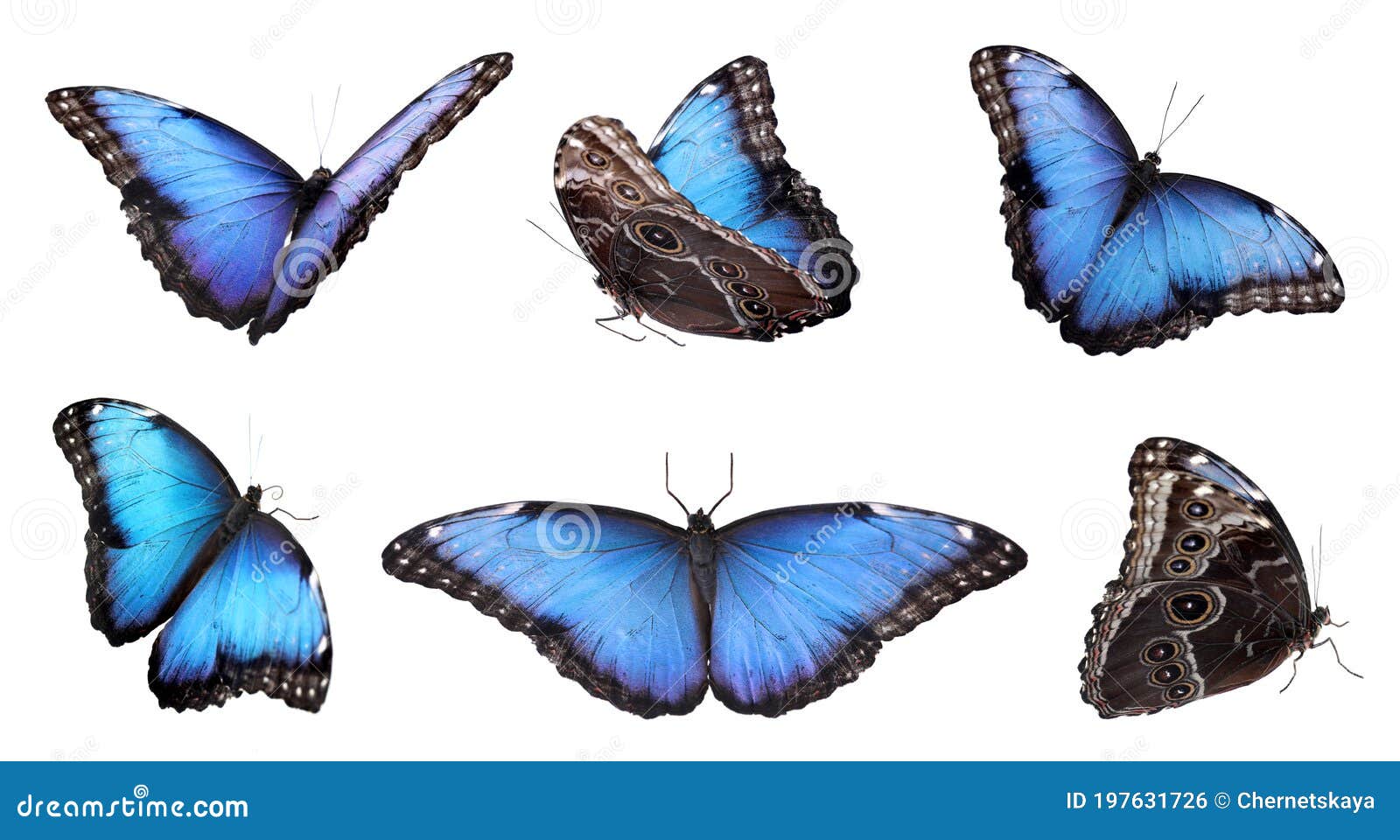 Set of Beautiful Blue Morpho Butterflies on White Background. Banner ...