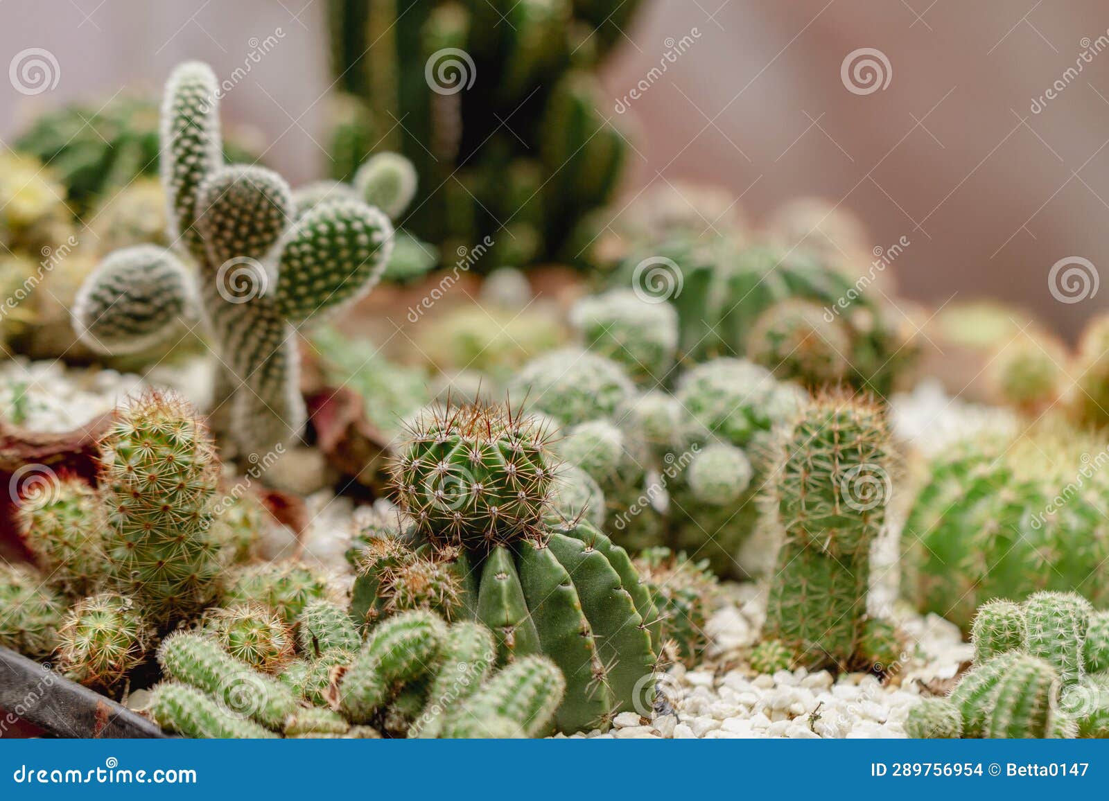 Set of Beautiful Cacti, Close-up View Stock Photo - Image of round ...