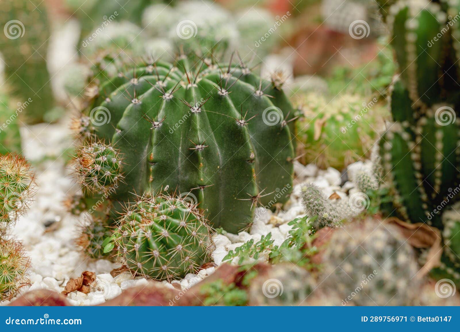 Set of Beautiful Cacti, Close-up View Stock Image - Image of geometric ...