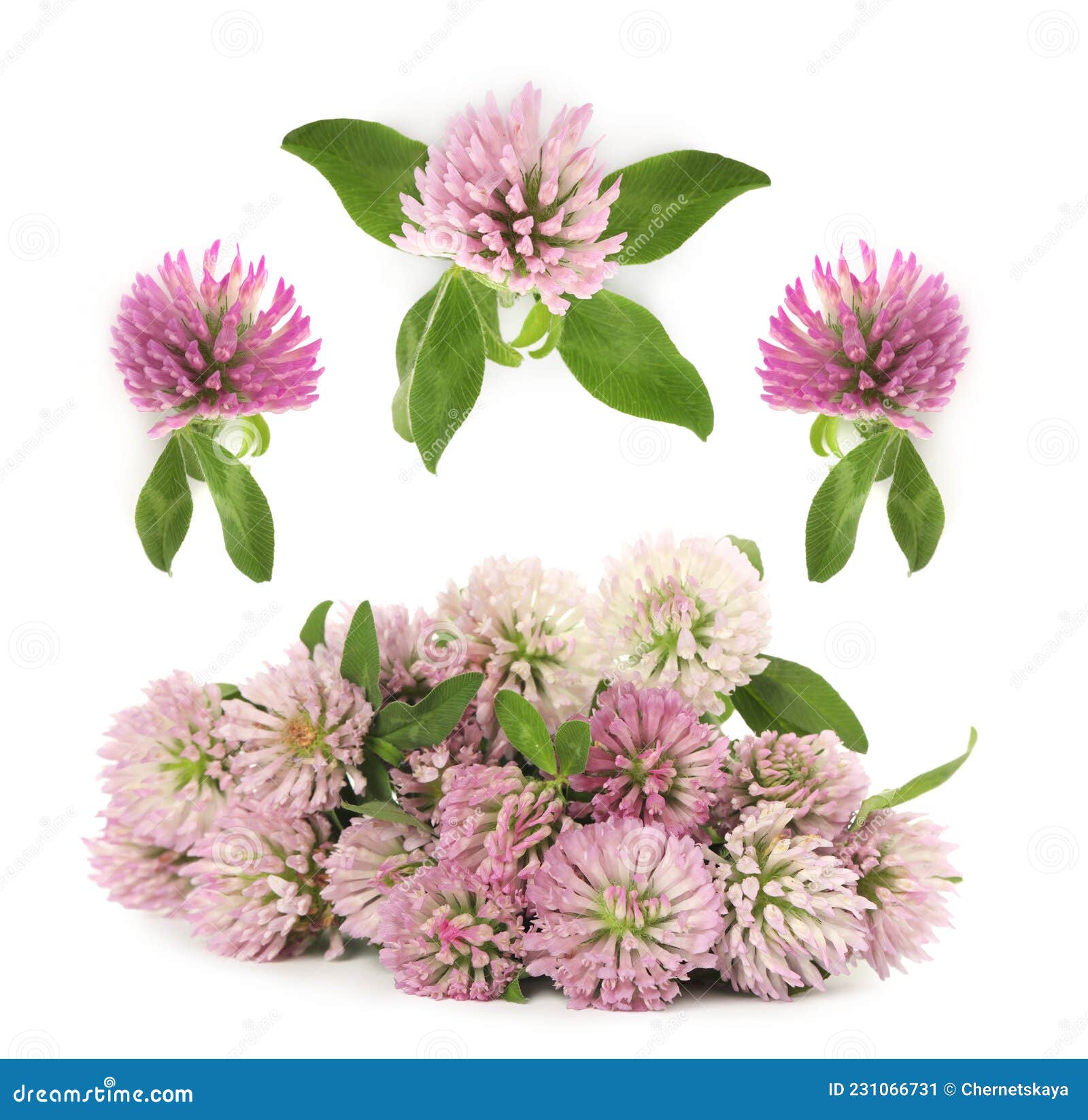 Beautiful Clover Blue Butterfly Ziziana Antanassa Sitting On A Flower ...