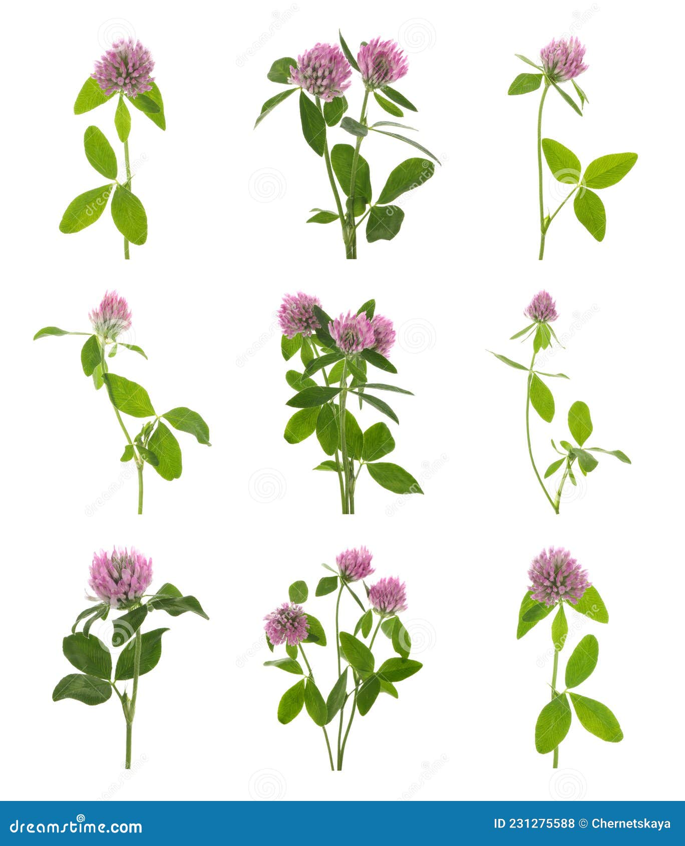 Beautiful Clover Blue Butterfly Ziziana Antanassa Sitting On A Flower ...