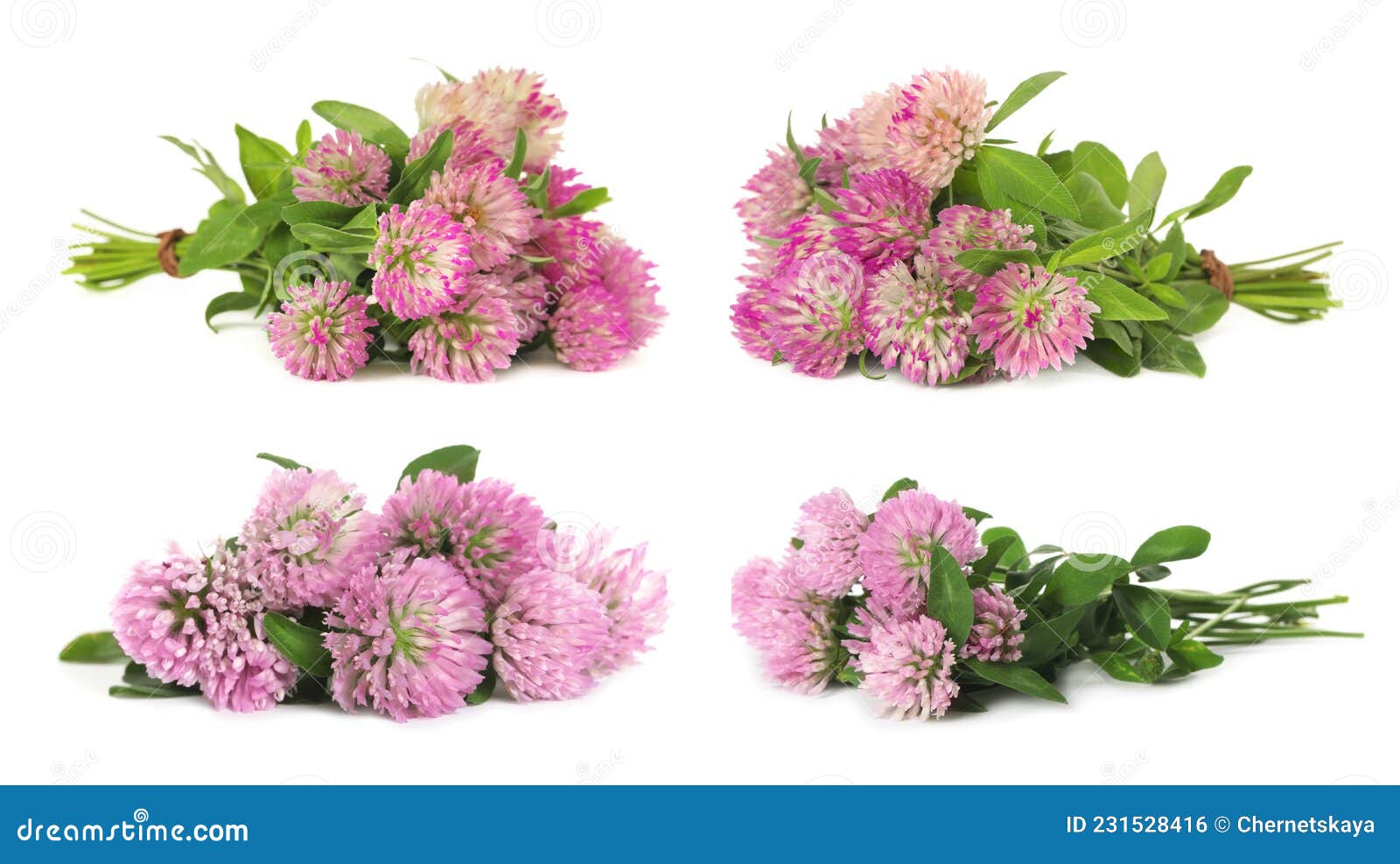 Beautiful Clover Blue Butterfly Ziziana Antanassa Sitting On A Flower ...