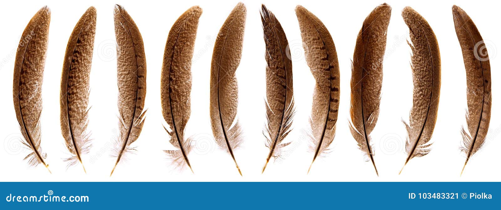 Set of Beautiful Fragile Pheasant Bird Feathers Isolated Stock Image ...