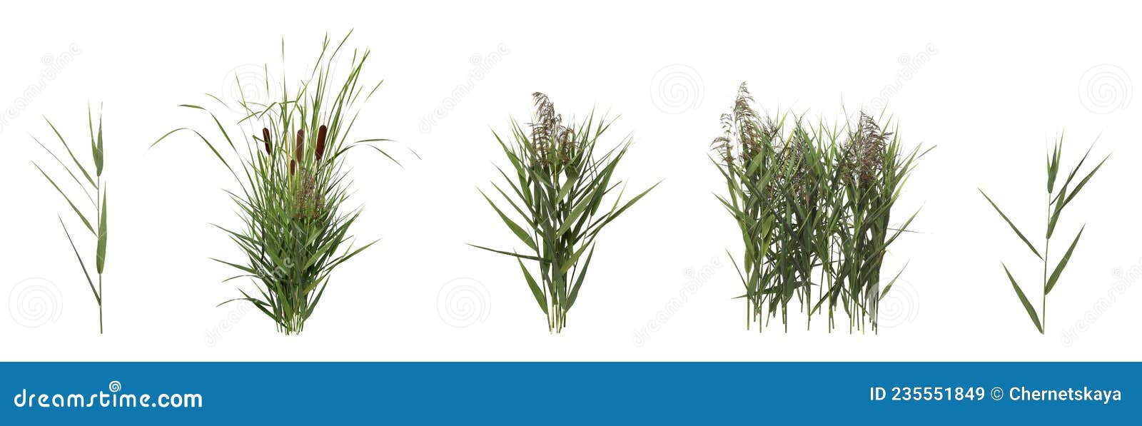 Set with Beautiful Green Reed on White Background. Banner Design Stock ...