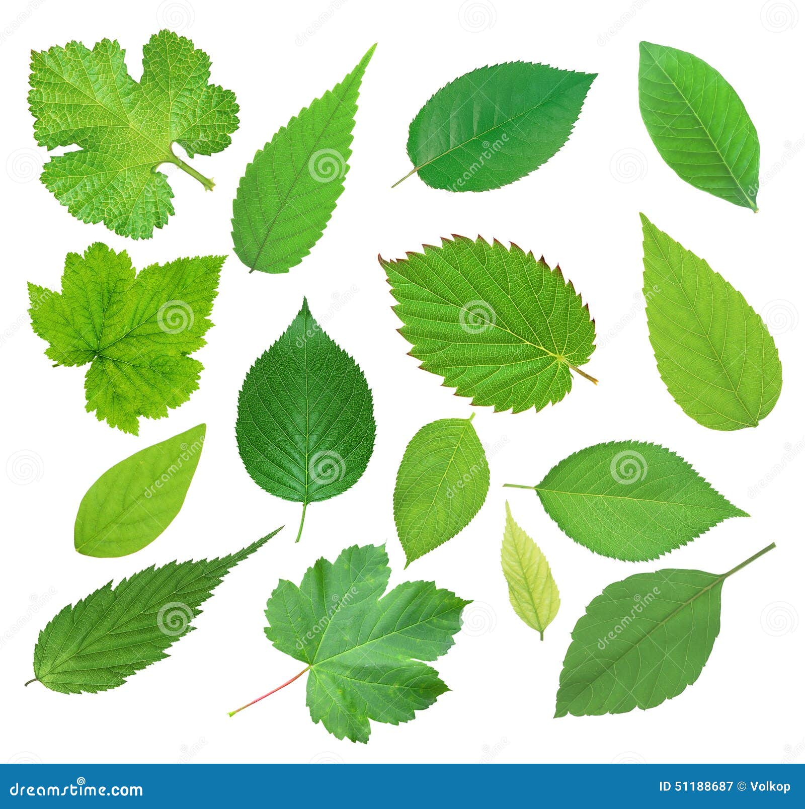Set of Beautiful Green Spring Leaves Isolated on White Stock Image ...