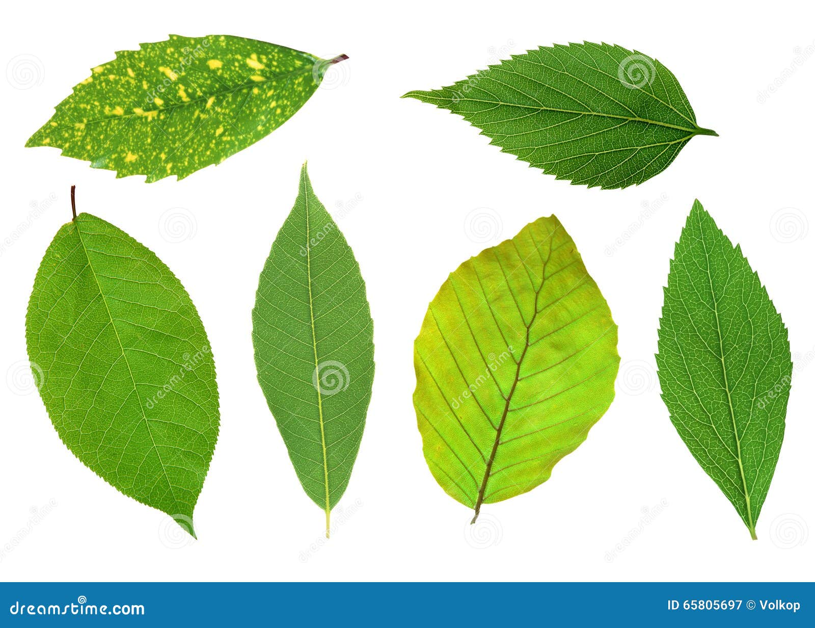 Set of Beautiful Green Spring Leaves Isolated on White Stock Image ...
