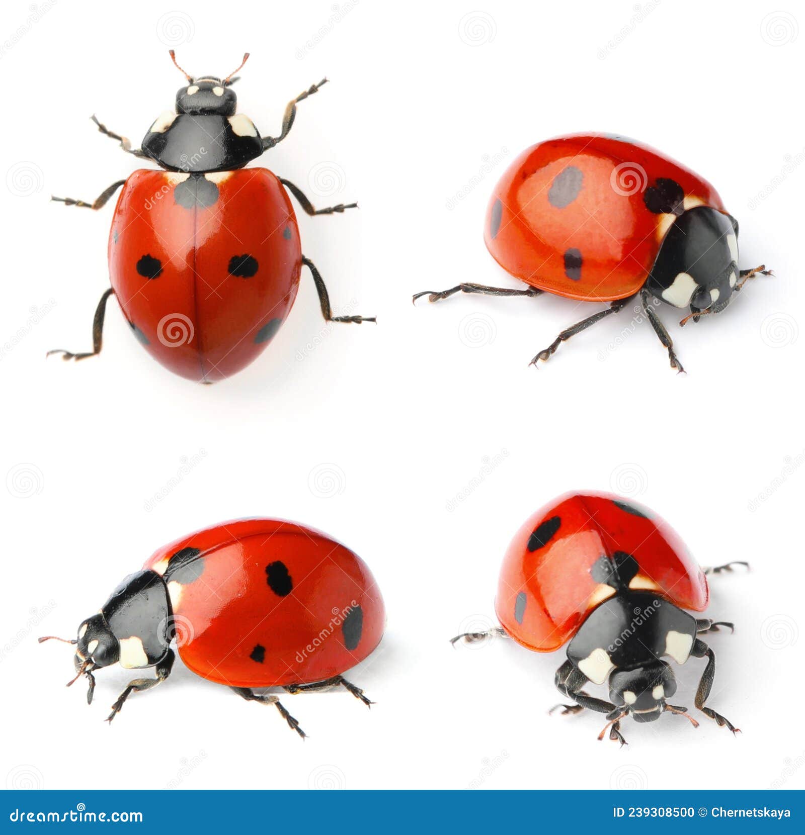Set with Beautiful Ladybugs on White Background Stock Photo - Image of ...