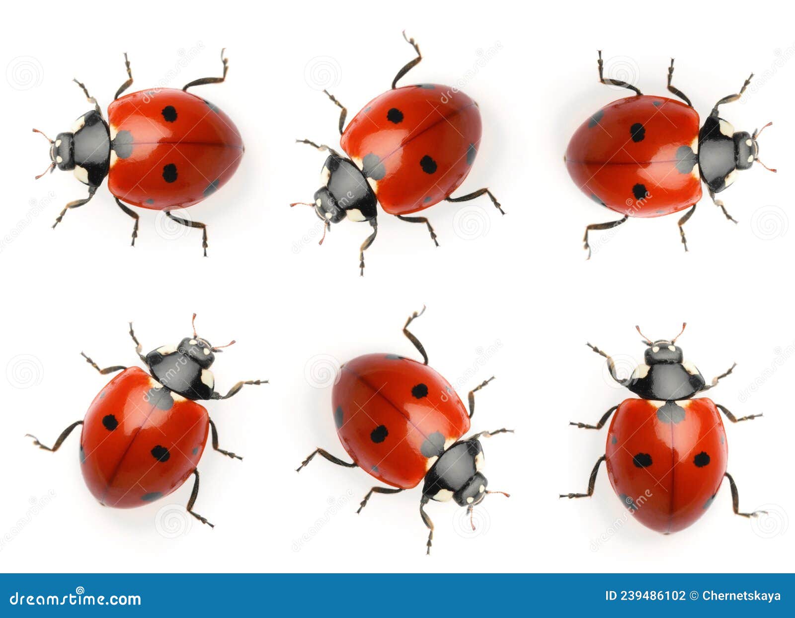 Set with Beautiful Ladybugs on White Background Stock Photo - Image of ...