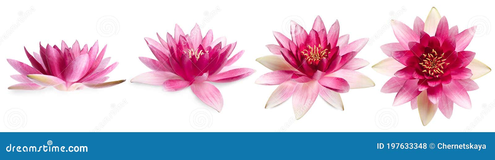 Set of Beautiful Lotus Flowers on White Background. Banner Design Stock ...