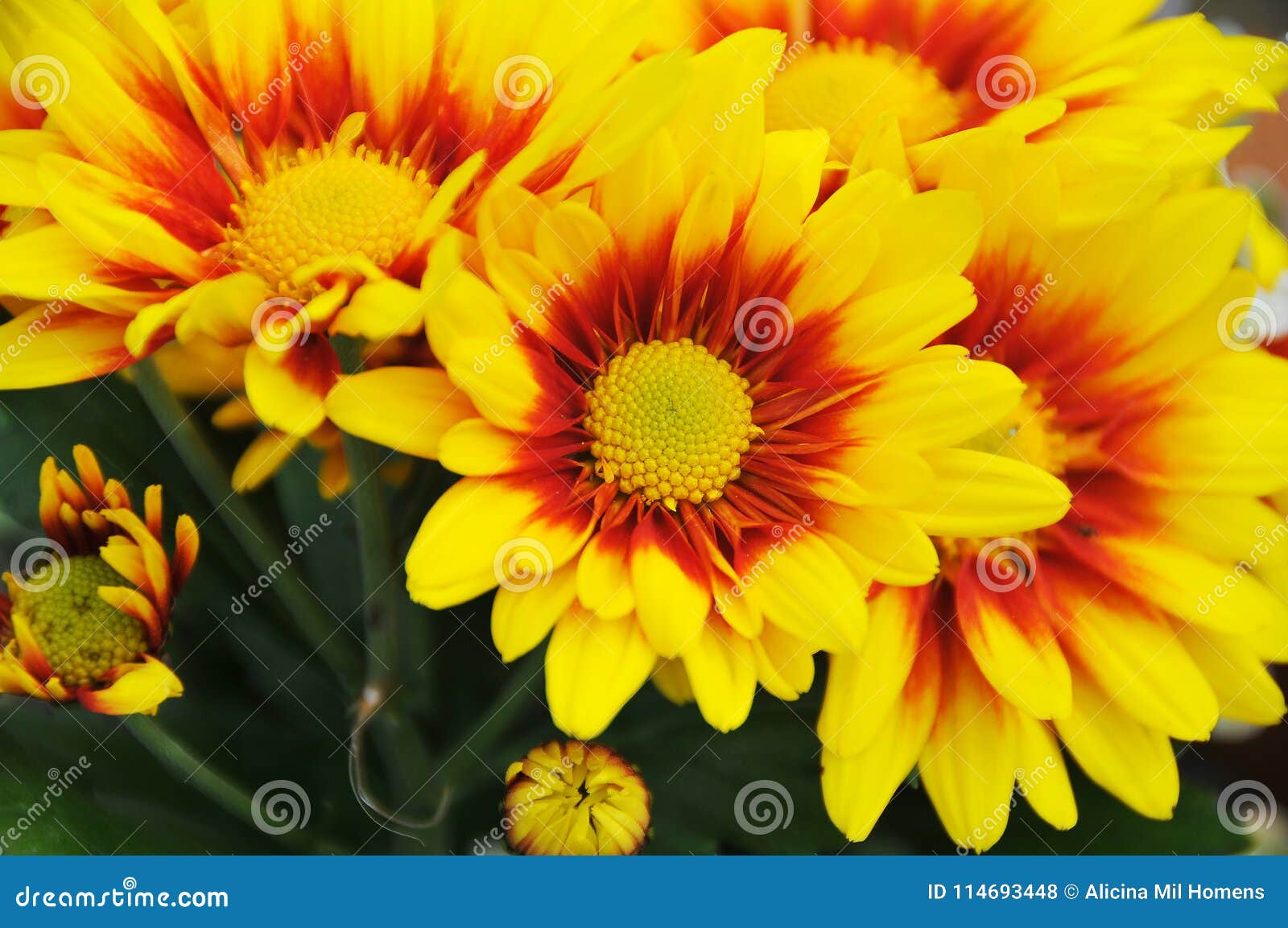 Set of Beautiful Natural Calendulas Stock Photo - Image of animation ...