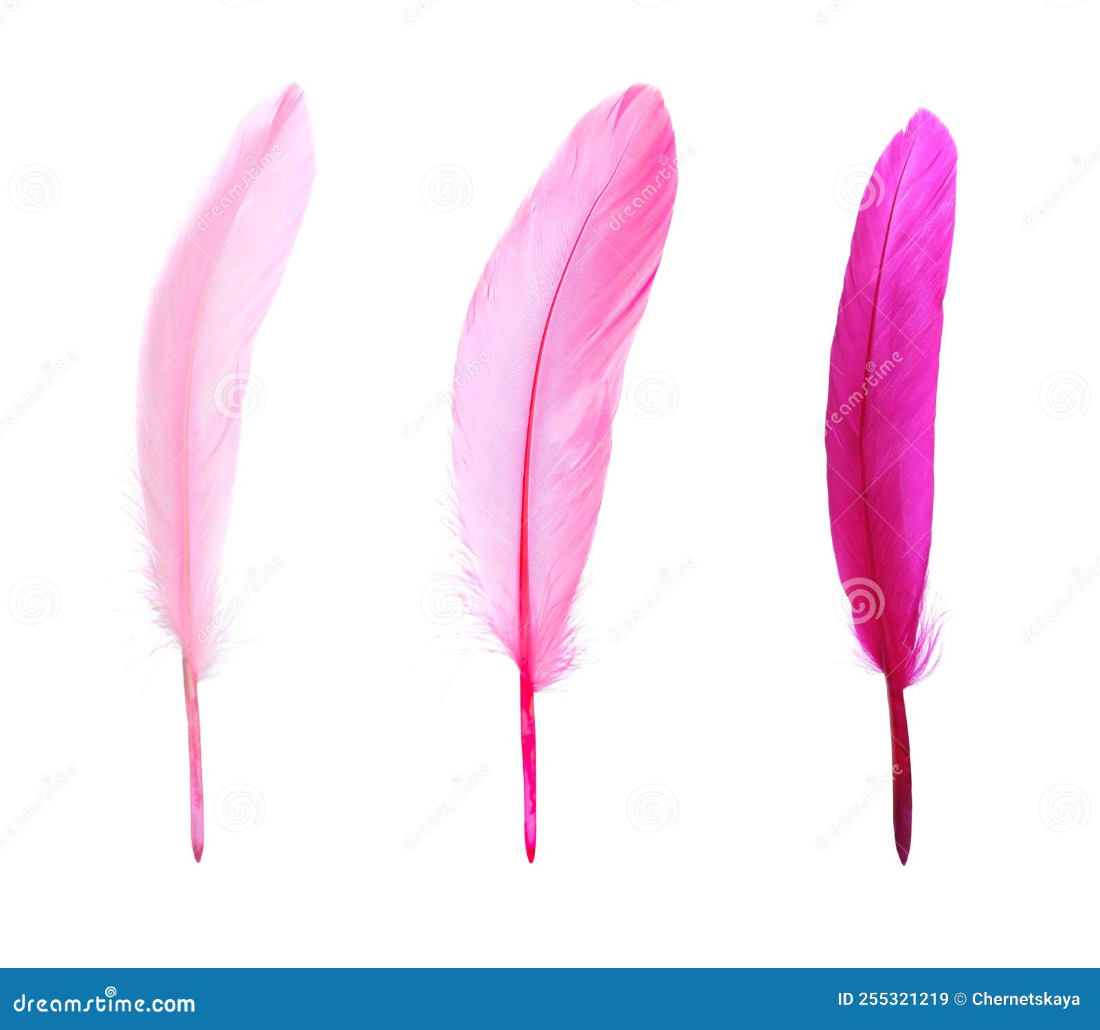 Set with Beautiful Pink Feathers on White Background Stock Image ...
