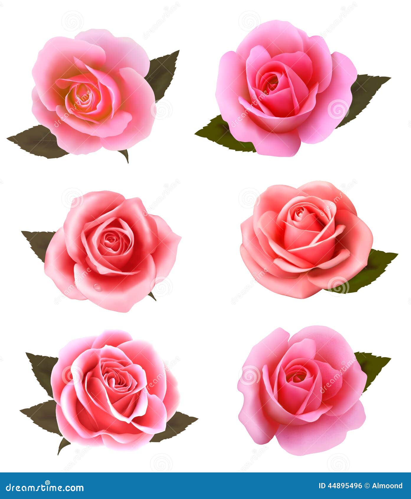 Beautiful Pink Roses On Long Stems With Green Leaves On White ...