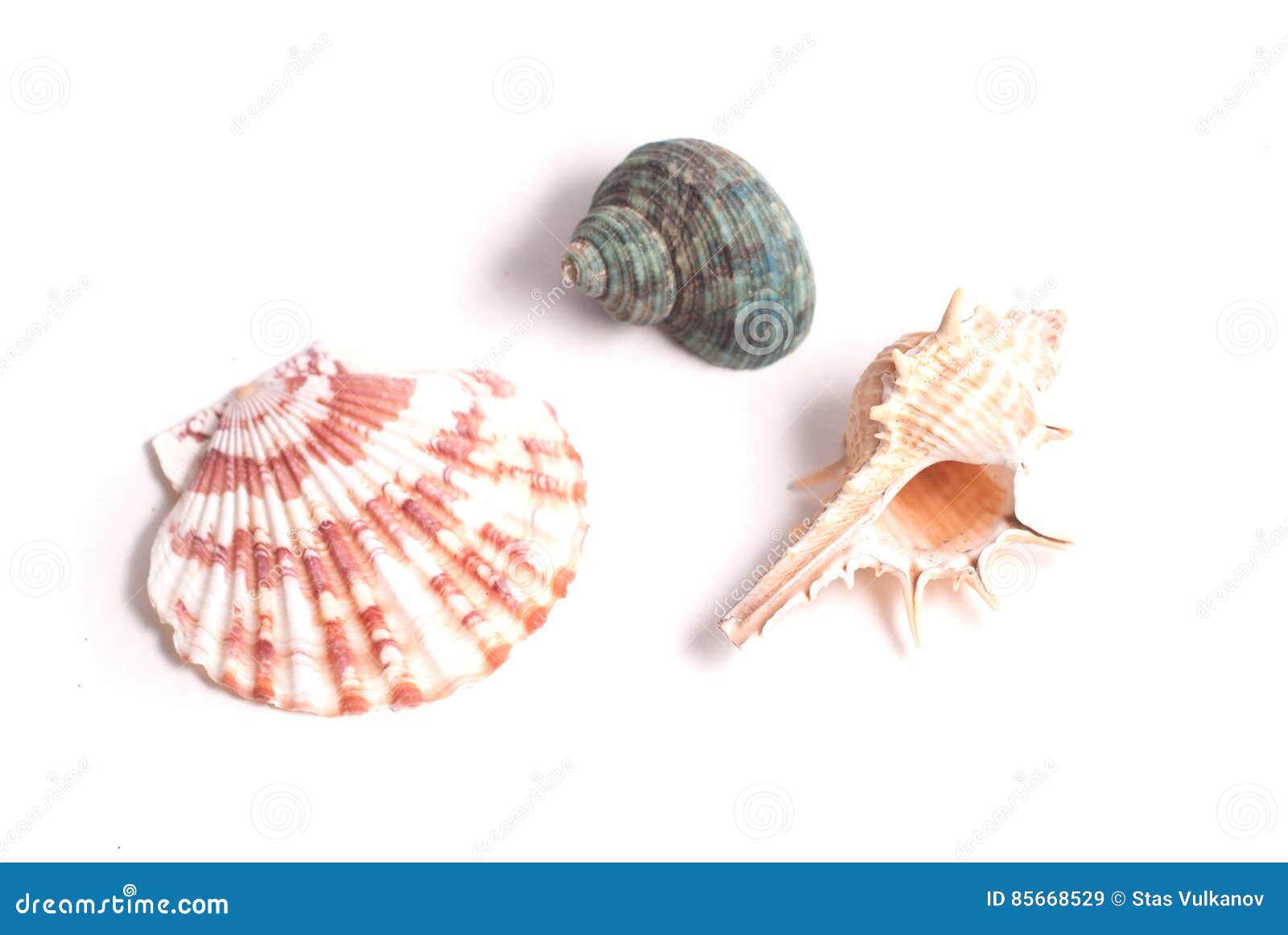 Set of Beautiful Seashells Isolated on White Background, Stock Image ...