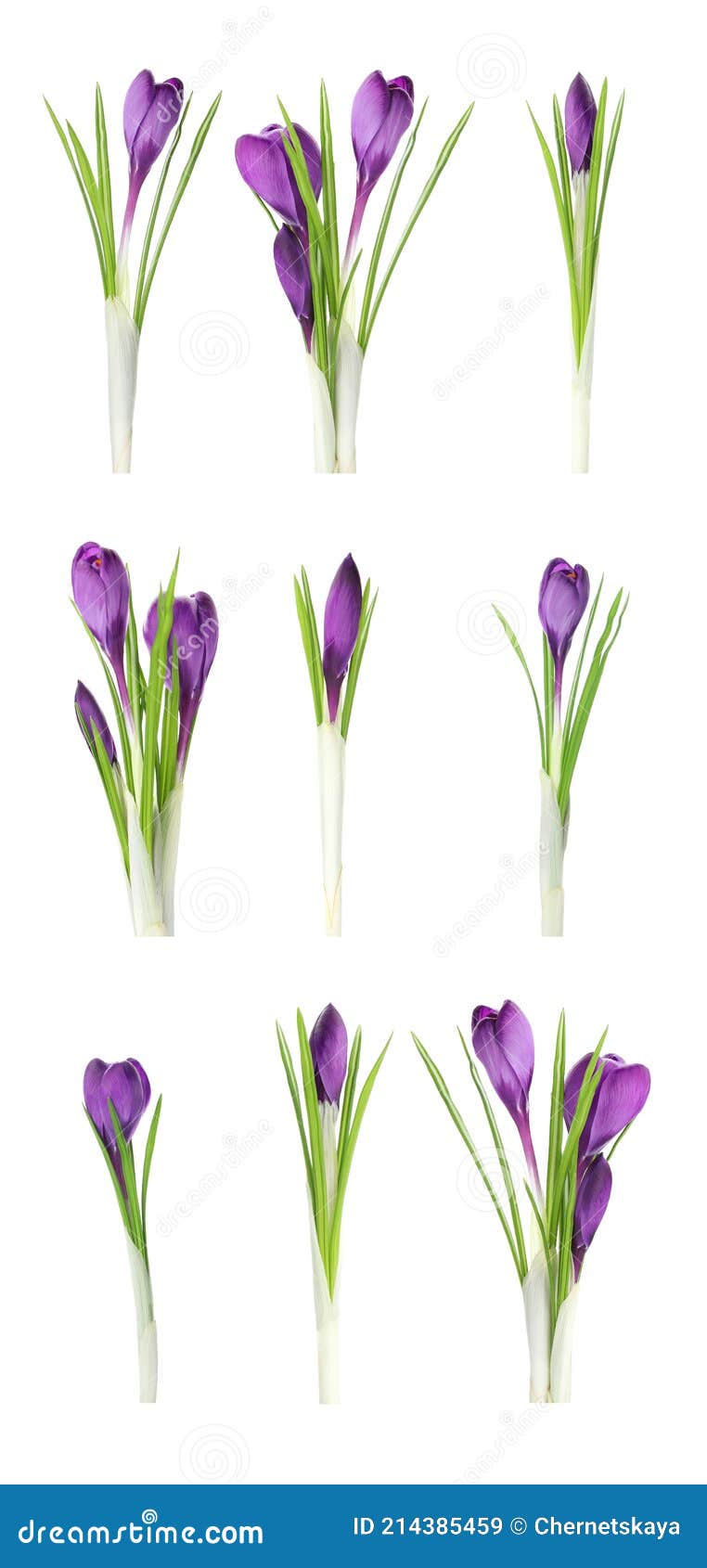 Set with Beautiful Spring Crocus Flowers on White Background. Vertical ...