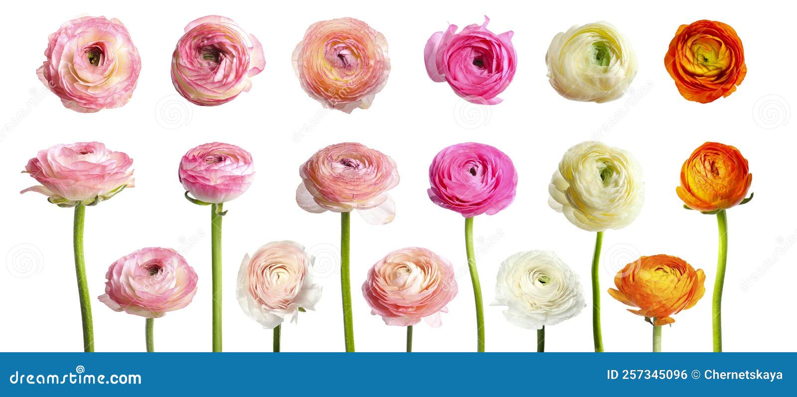 Set with Beautiful Spring Ranunculus Flowers on White Background ...