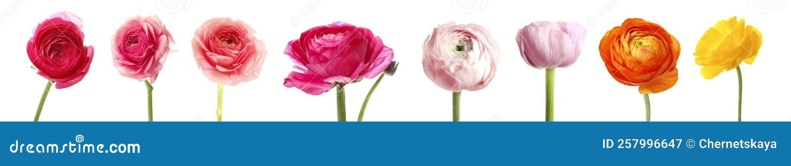 Set with Beautiful Spring Ranunculus Flowers on White Background ...
