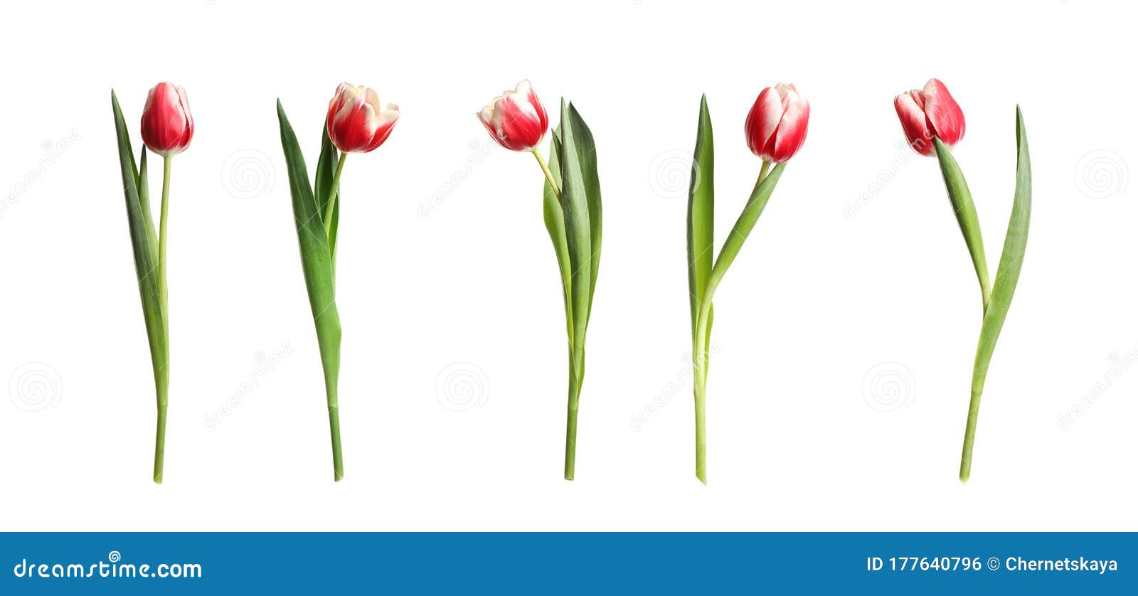 Set of Beautiful Spring Tulips on Background. Banner Design Stock Photo ...