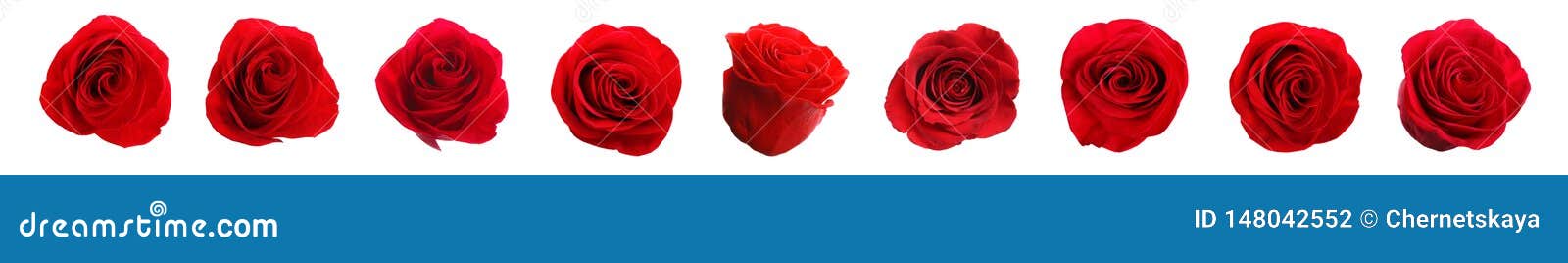 Set of Beautiful Tender Red Roses on White. Banner Design Stock Photo ...
