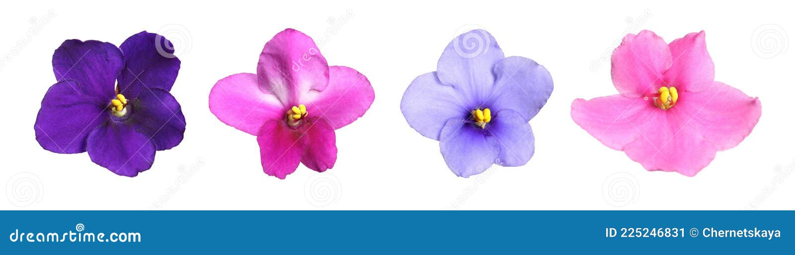 Set with Beautiful Violet Flowers on White Background. Banner Design ...