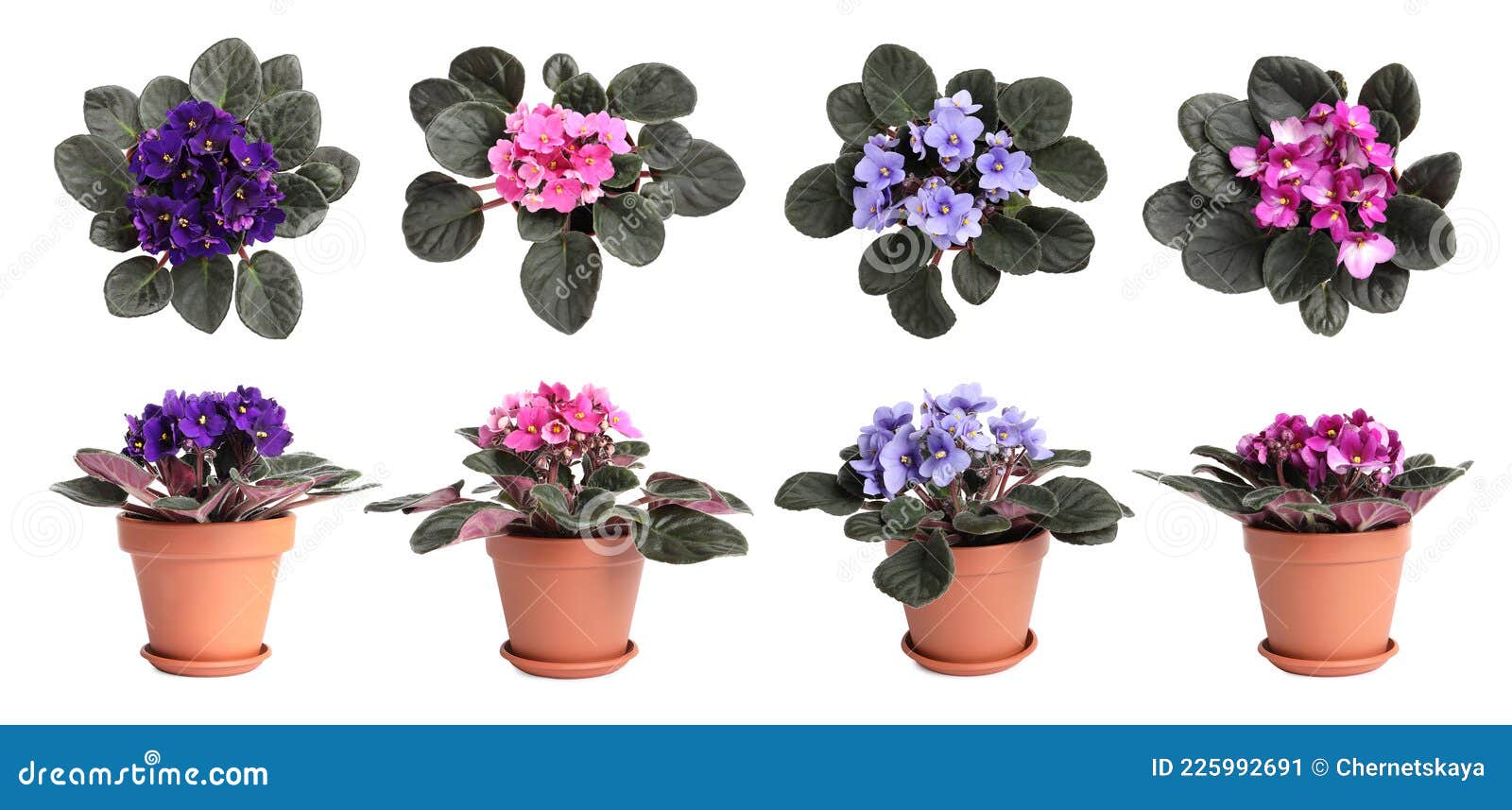 Set with Beautiful Violet Flowers on White Background. Banner Design ...