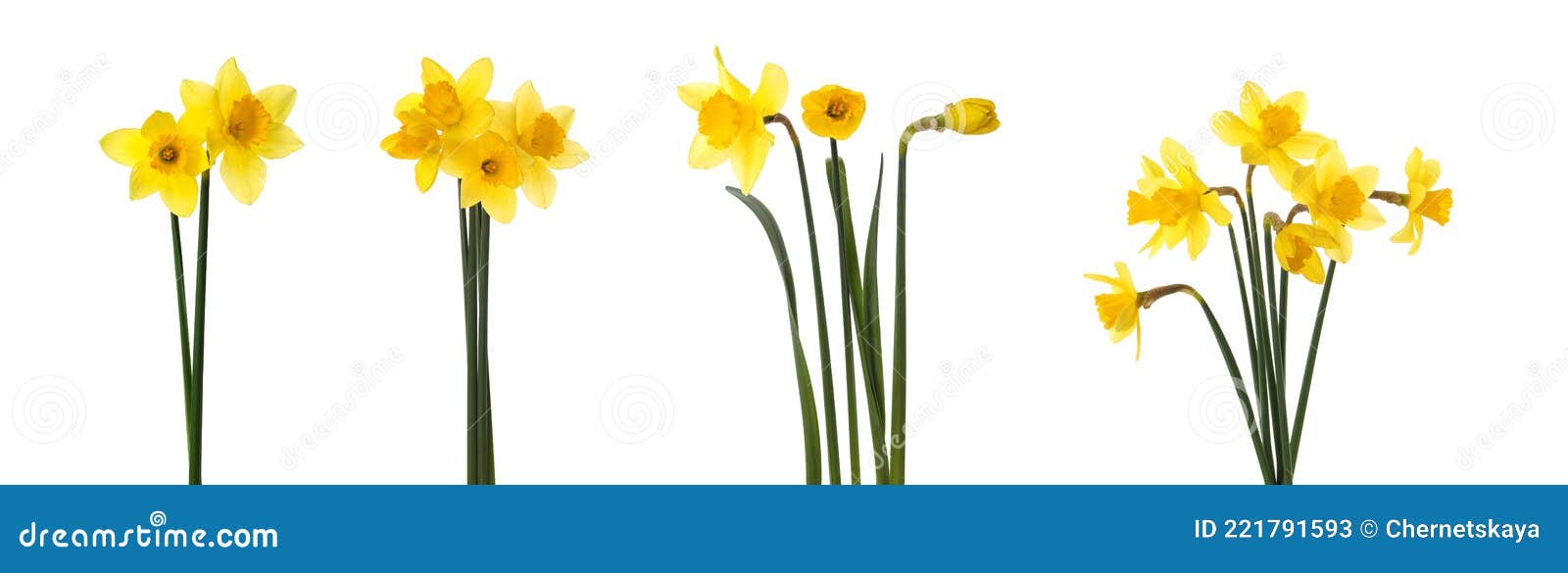 Set with Beautiful Yellow Daffodils on White Background. Banner Design ...