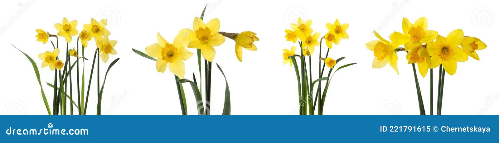 Set with Beautiful Yellow Daffodils on White Background. Banner Design ...