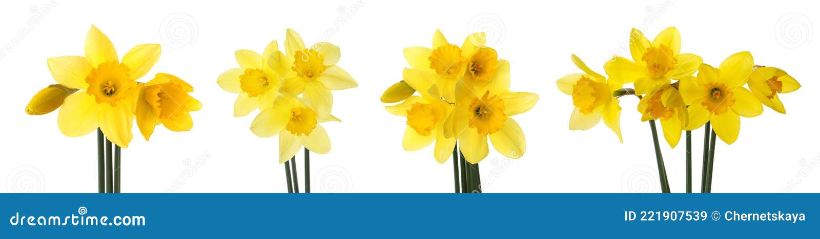 Set with Beautiful Yellow Daffodils on White Background. Banner Design ...