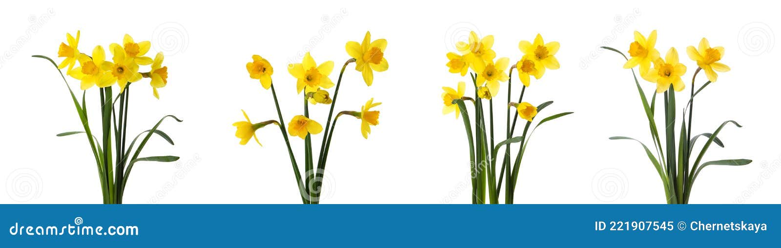 Set with Beautiful Yellow Daffodils on White Background. Banner Design ...